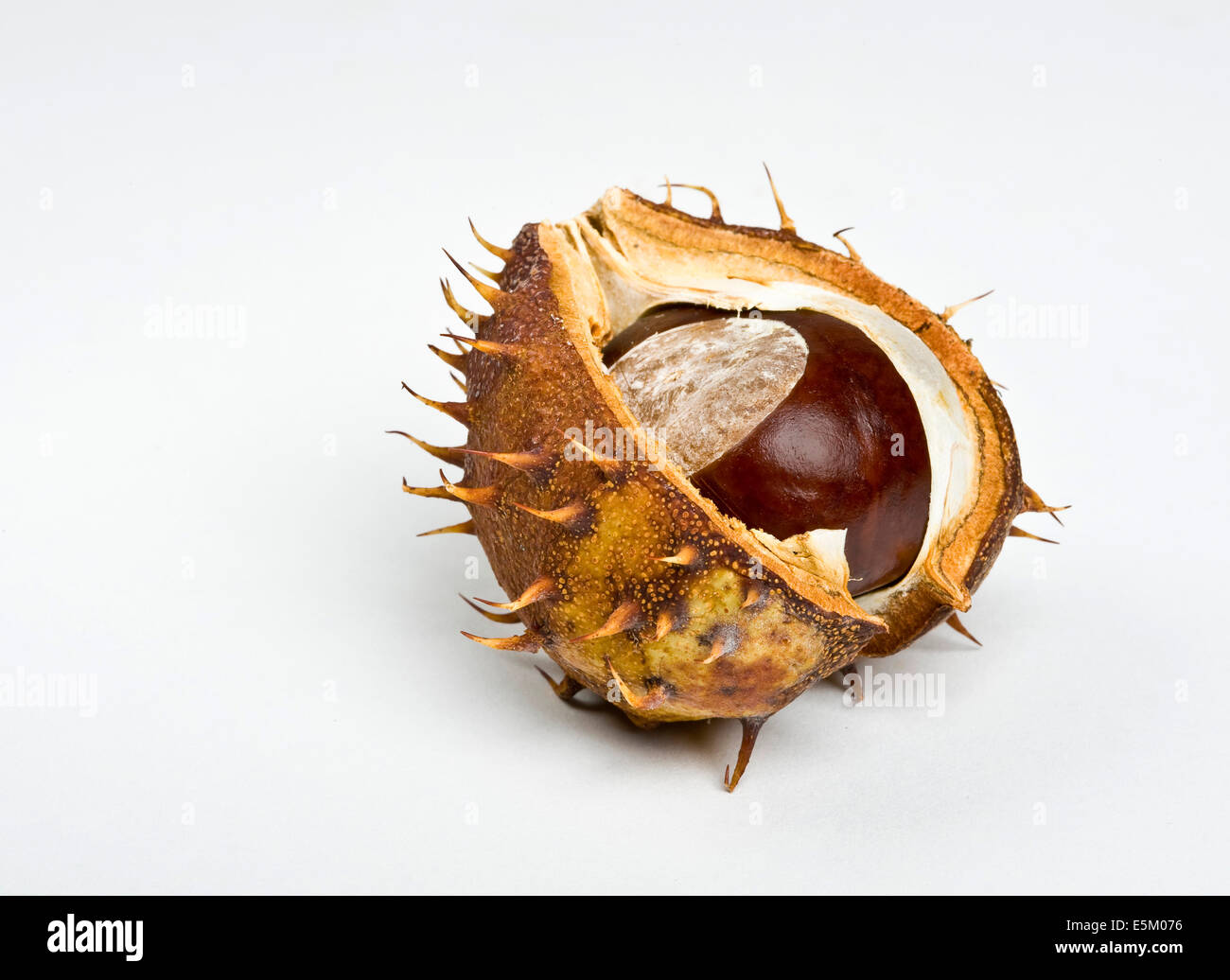 Chestnut in the cupule Stock Photo - Alamy
