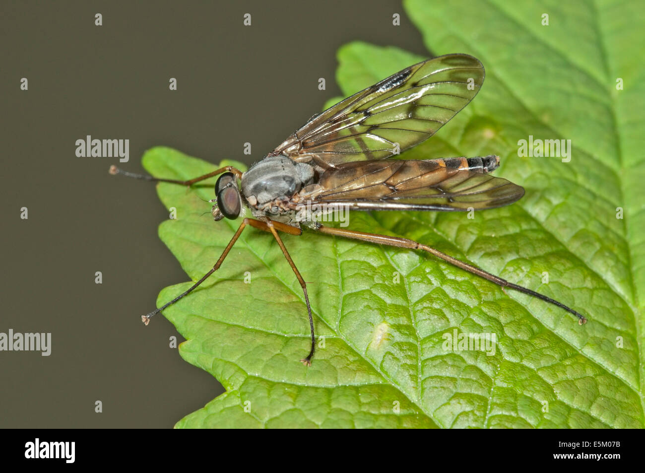 Downlooker snipefly hi-res stock photography and images - Alamy