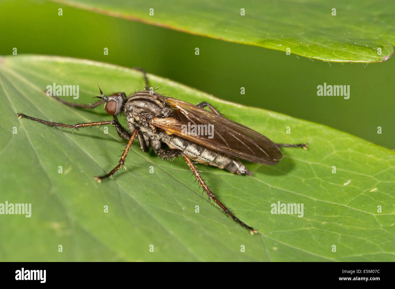 Thereva nobilitata hi-res stock photography and images - Alamy