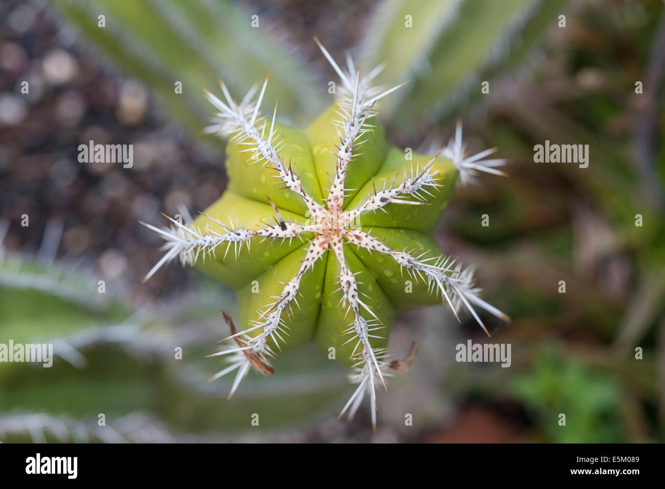Mexican giant cactus hi-res stock photography and images - Alamy