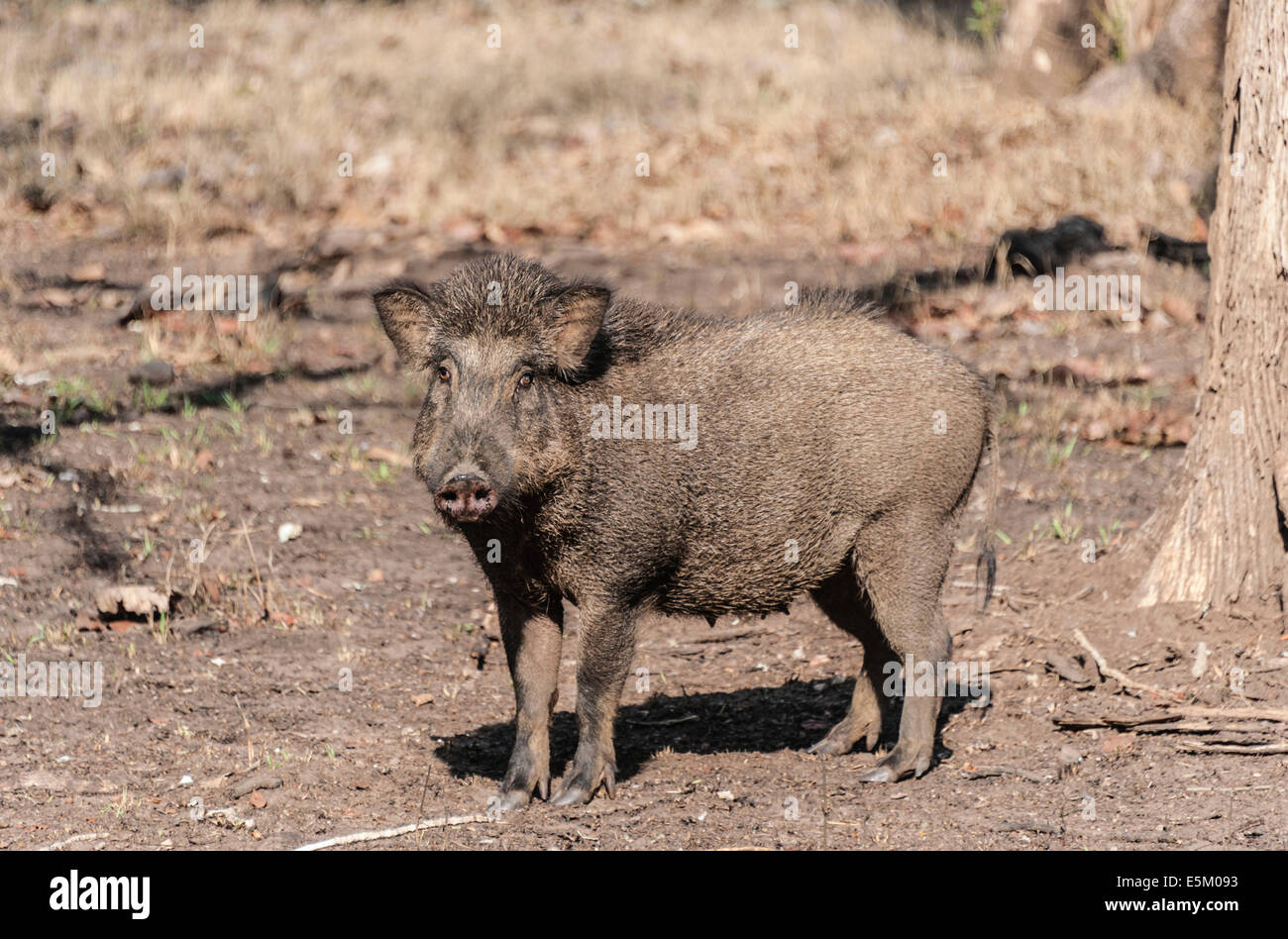 Indian Wild Boar (Sus scrofa cristatus), Nagarhole National Park ...