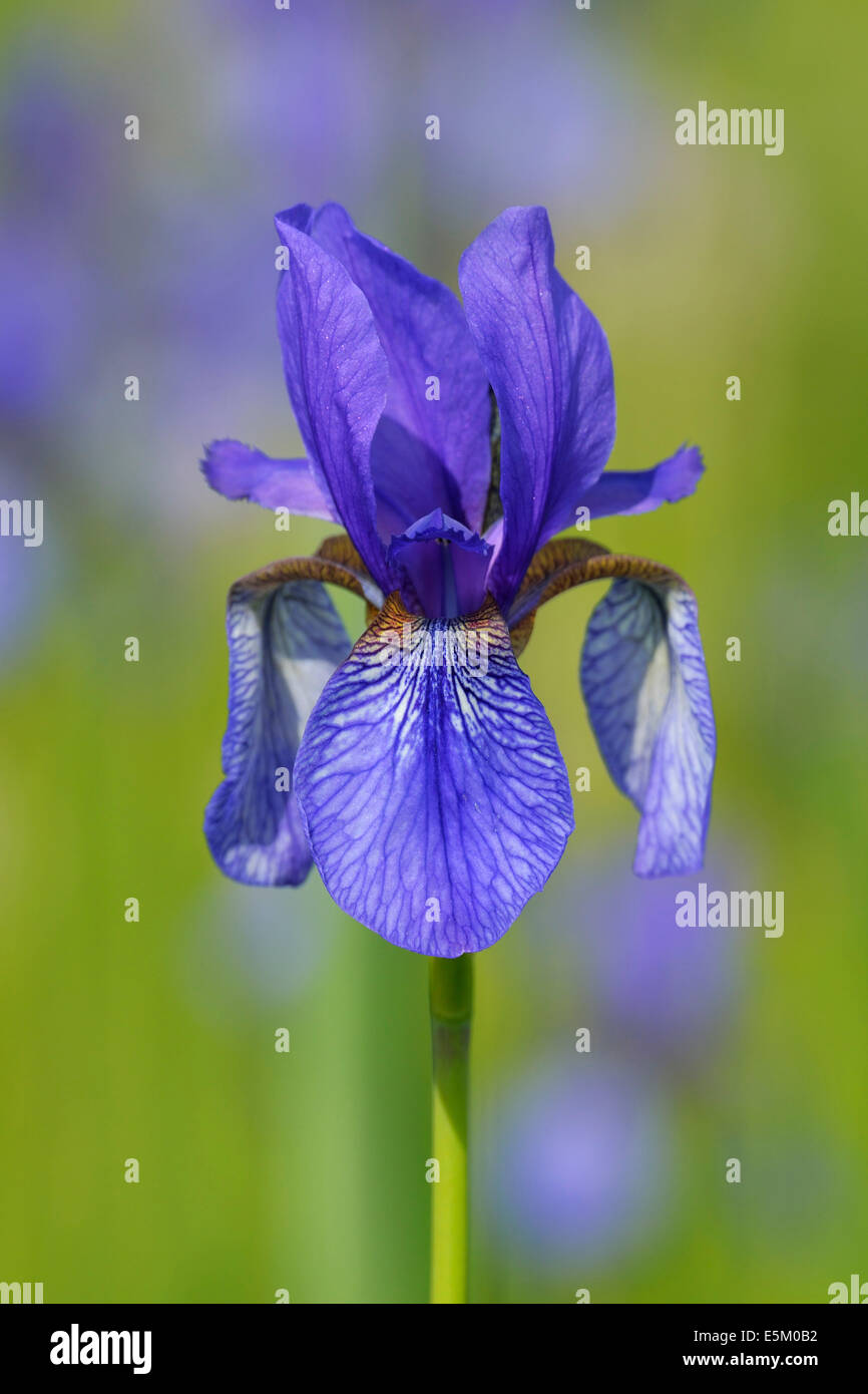 Siberian Iris (Iris sibirica), Canton of Zurich, Switzerland Stock ...