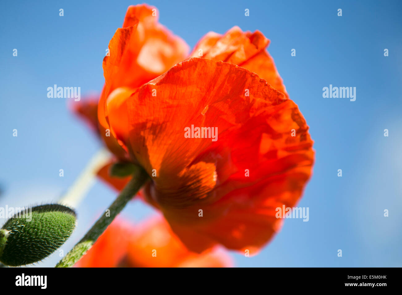 Image shows some poppy wild poppy flower in the sky Stock Photo - Alamy