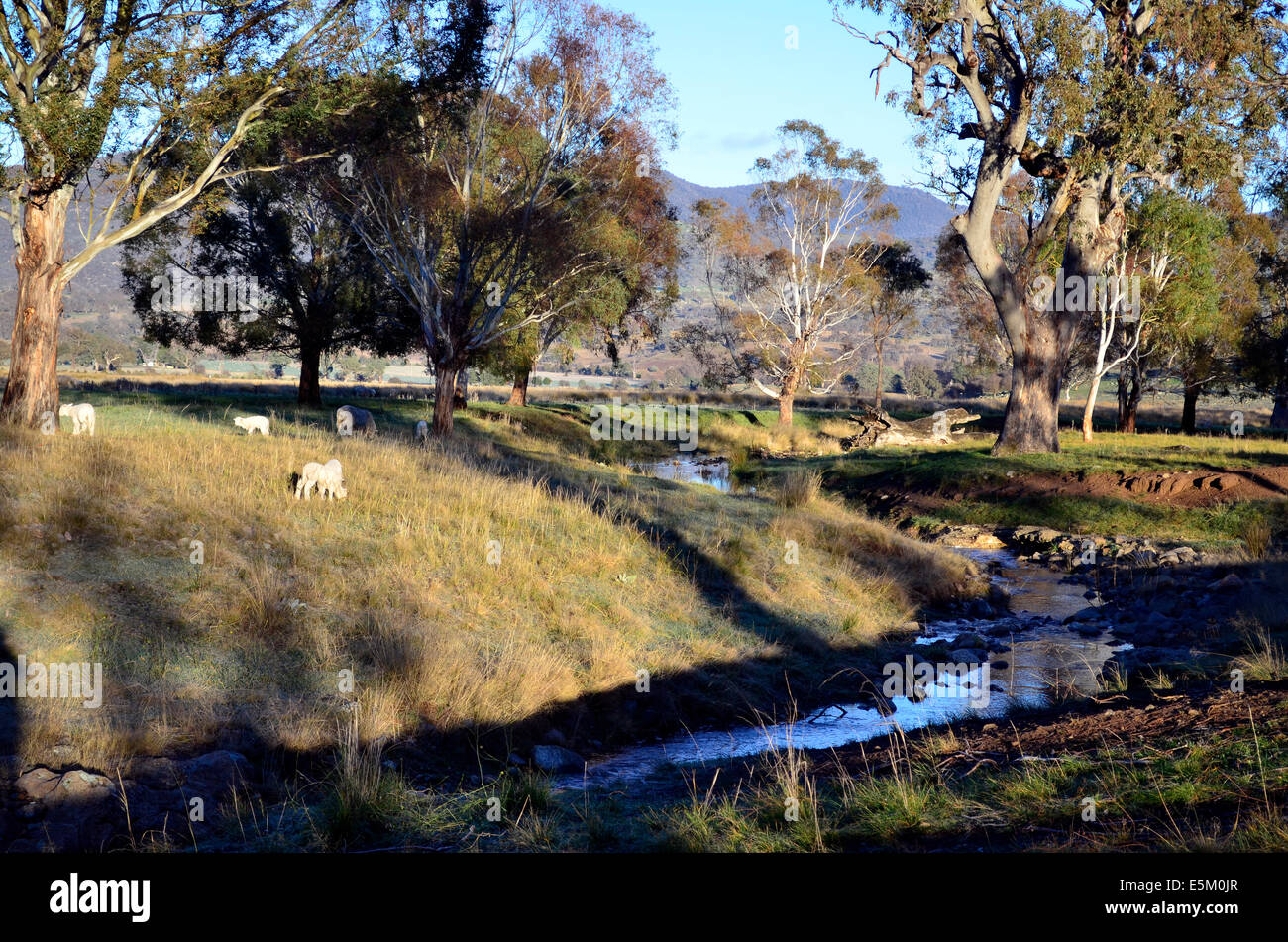 Paddock water hole Stock Photo - Alamy