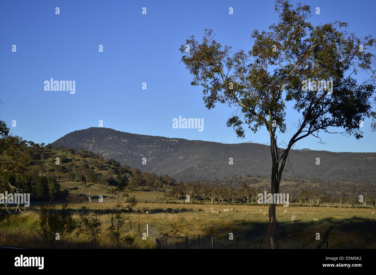Australia paddock sheep hi-res stock photography and images - Alamy
