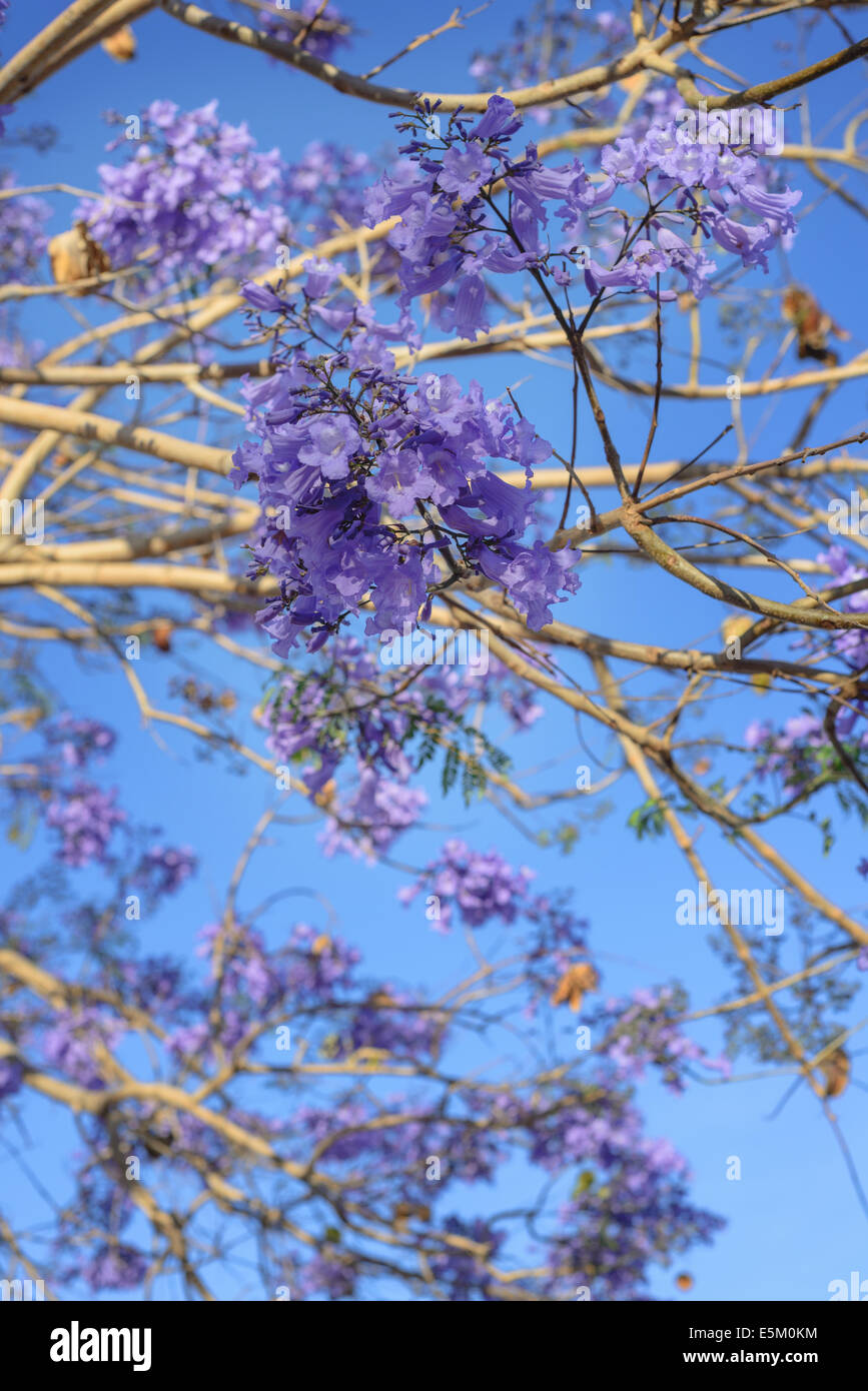 Tree with violet flowers Stock Photo - Alamy