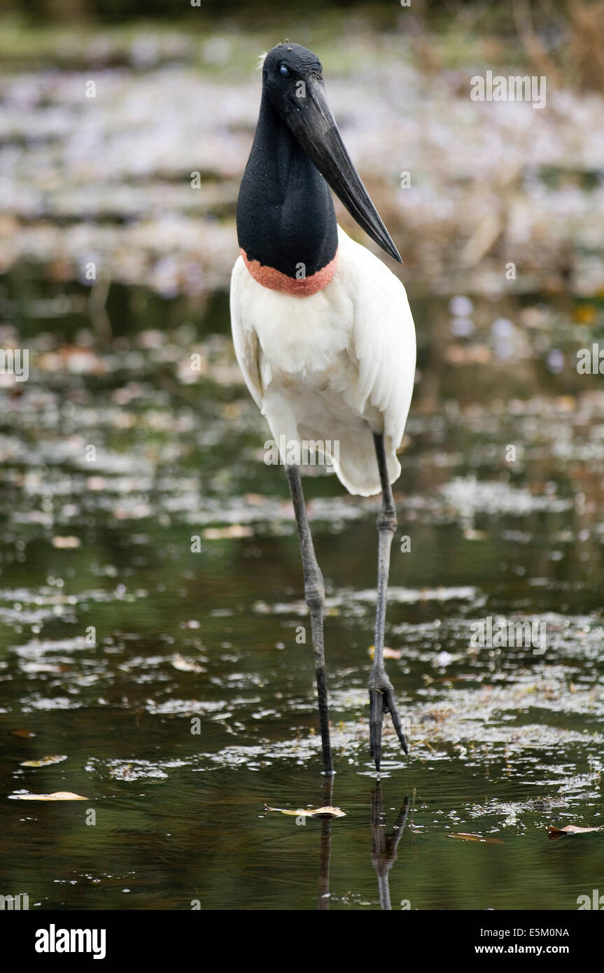 Mutum river hi-res stock photography and images - Alamy