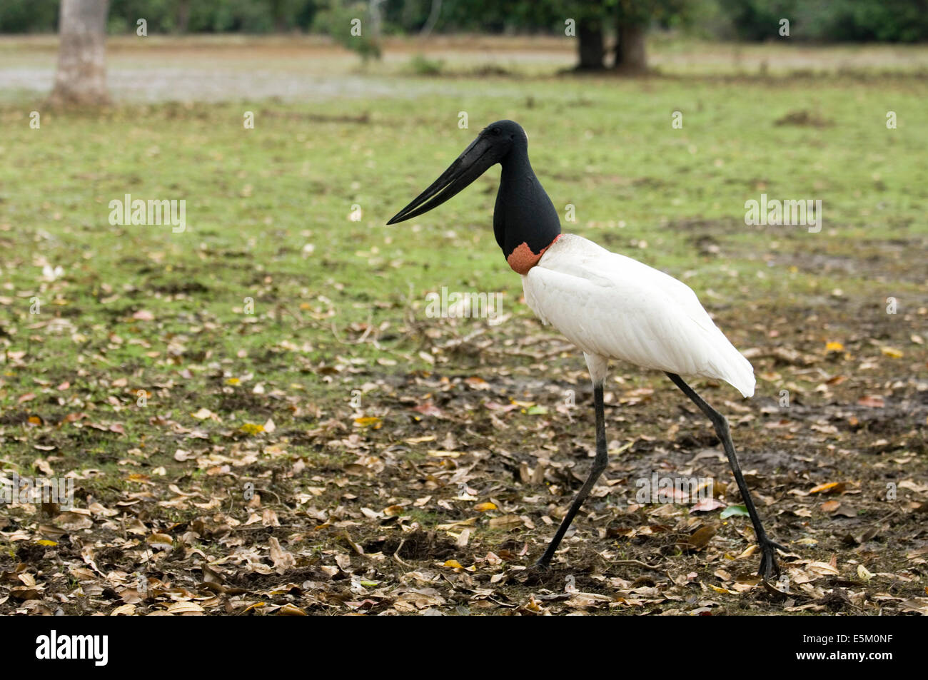 Mutum river hi-res stock photography and images - Alamy