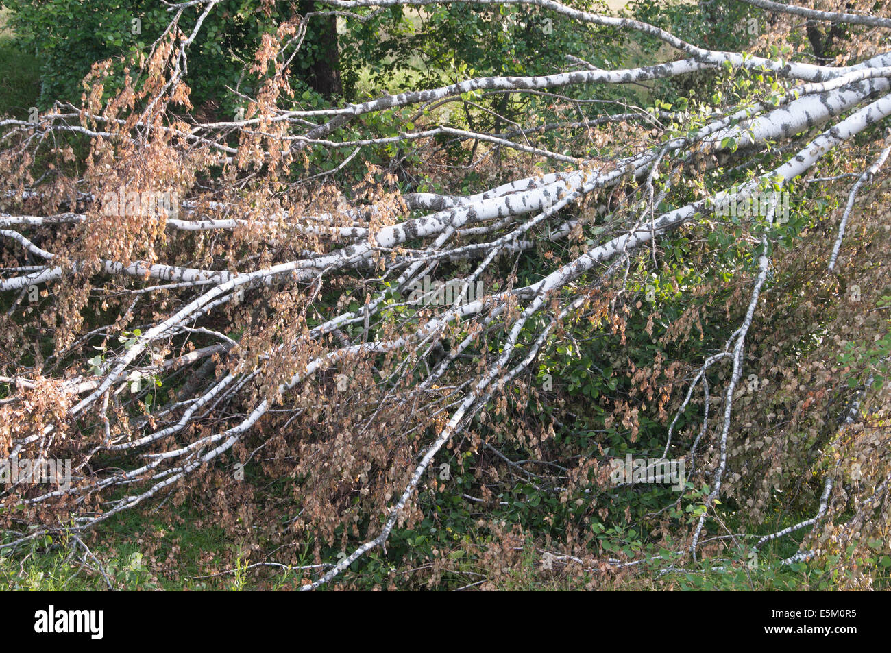 Dead dry birch-tree lying on the ground Stock Photo - Alamy