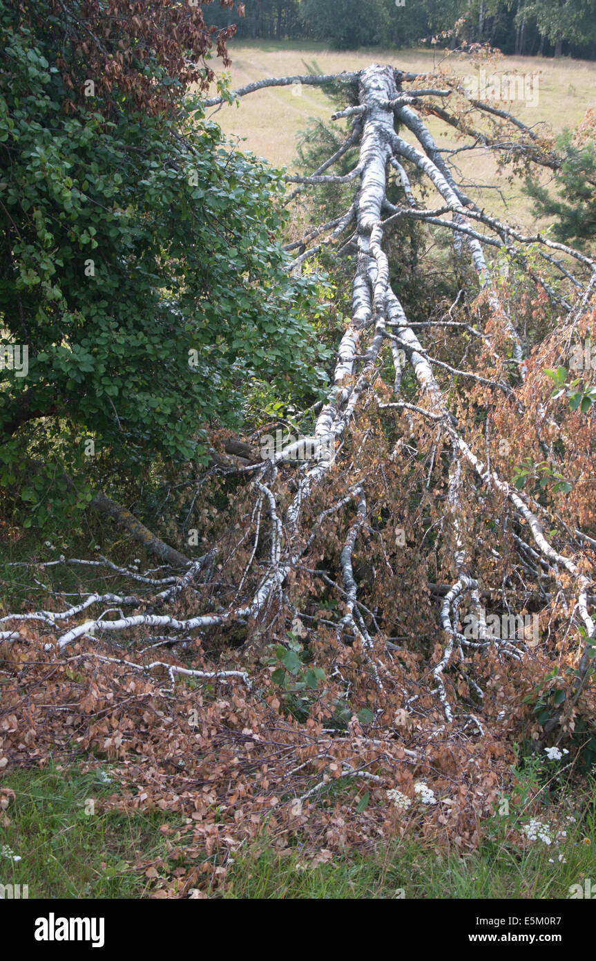 Dead leaves tree hi-res stock photography and images - Alamy