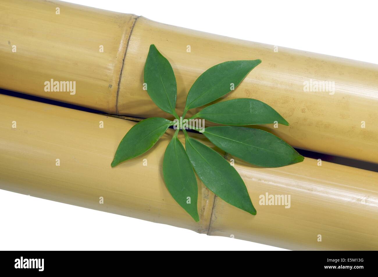 dry yellow bamboo on white background Stock Photo - Alamy