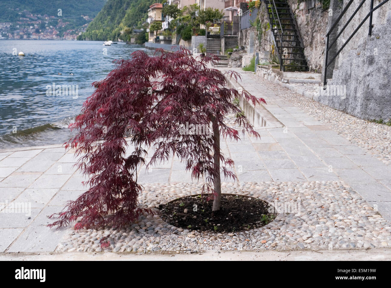 Small acer tree hi-res stock photography and images - Alamy