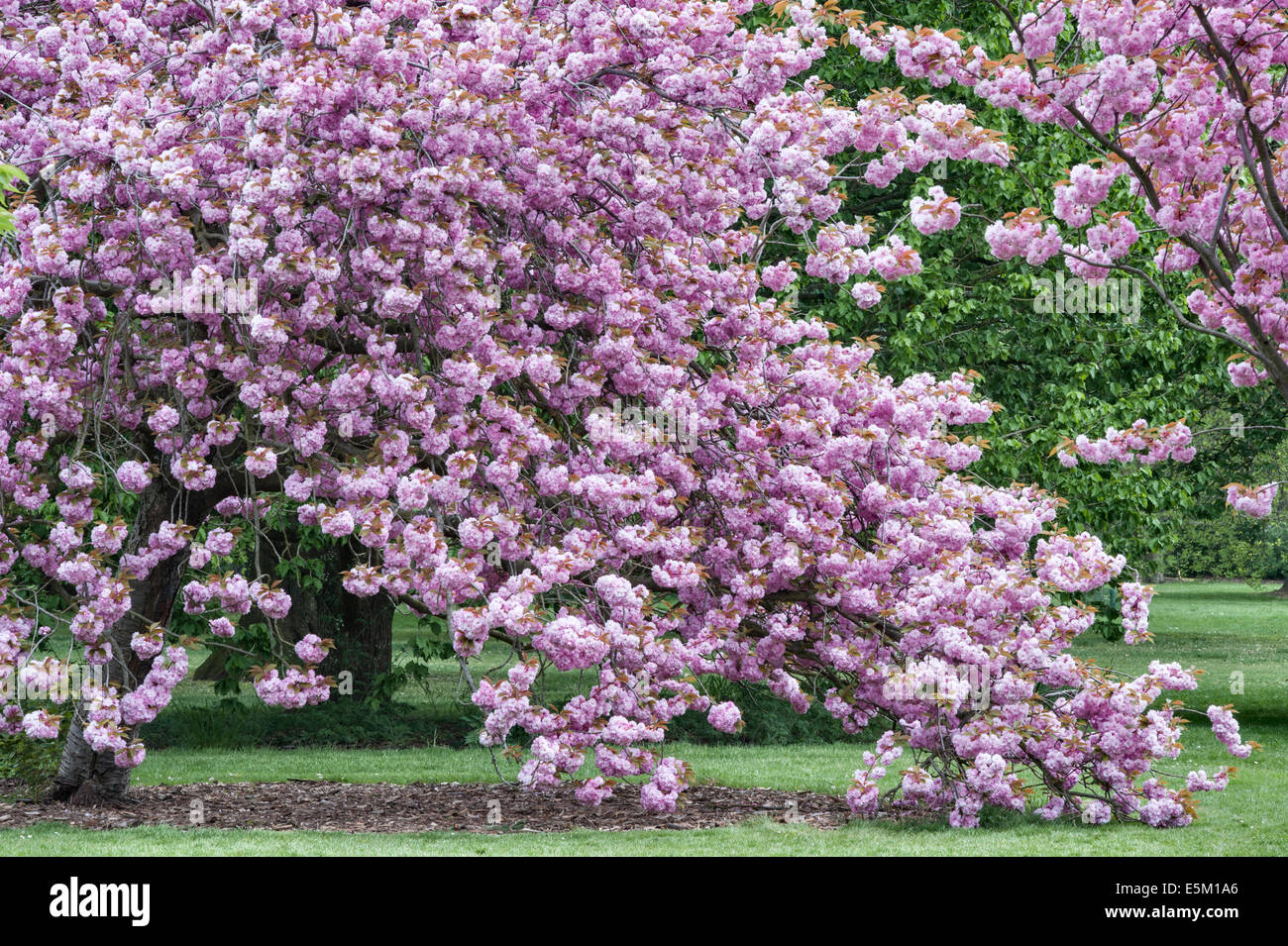Prunus Kanzan High Resolution Stock Photography and Images - Alamy