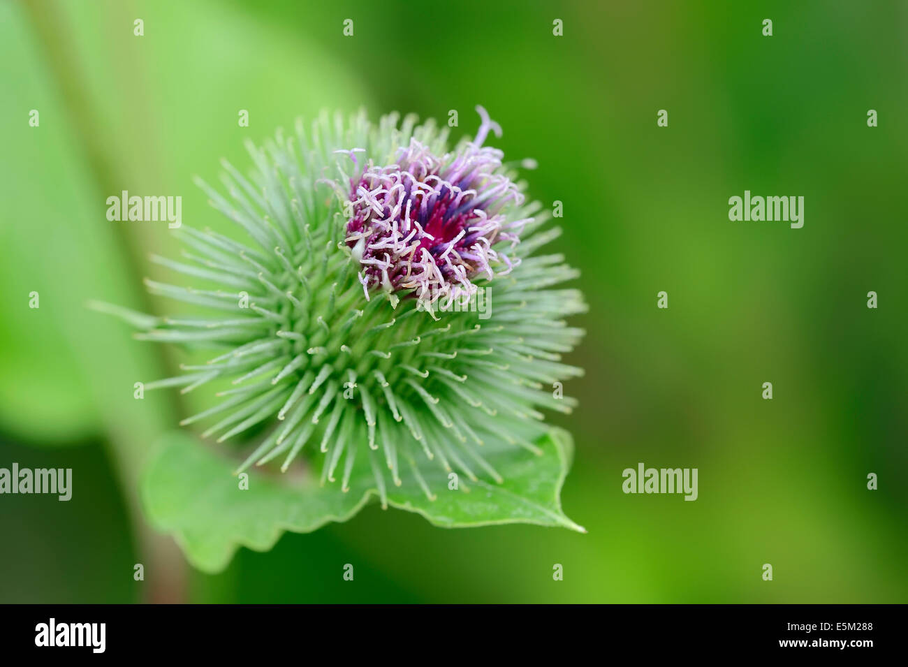 Greater Burdock, Beggar's Buttons or Edible Burdock (Arctium lappa ...