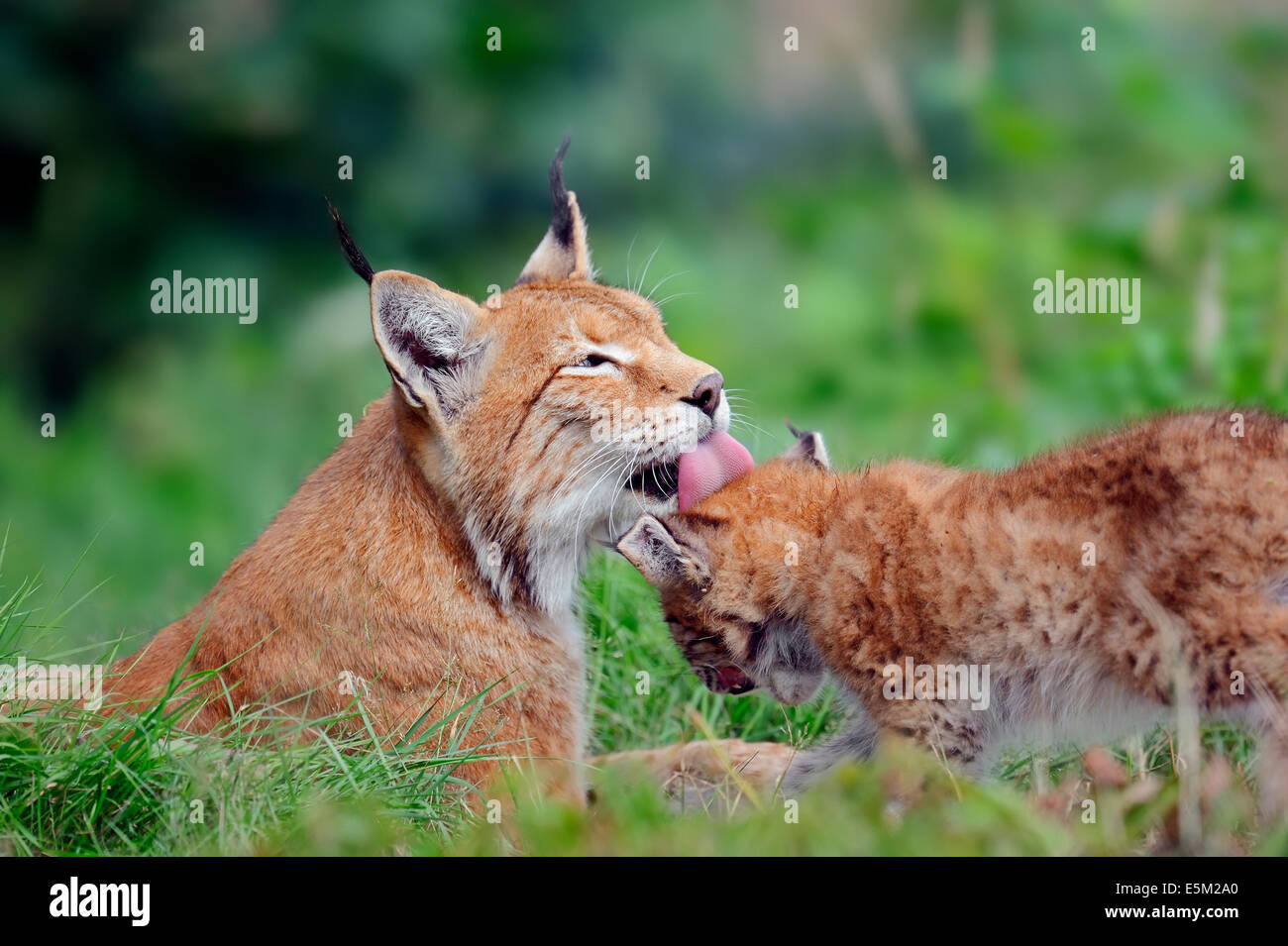 Eurasian Lynx (Lynx lynx), female with cub Stock Photo - Alamy