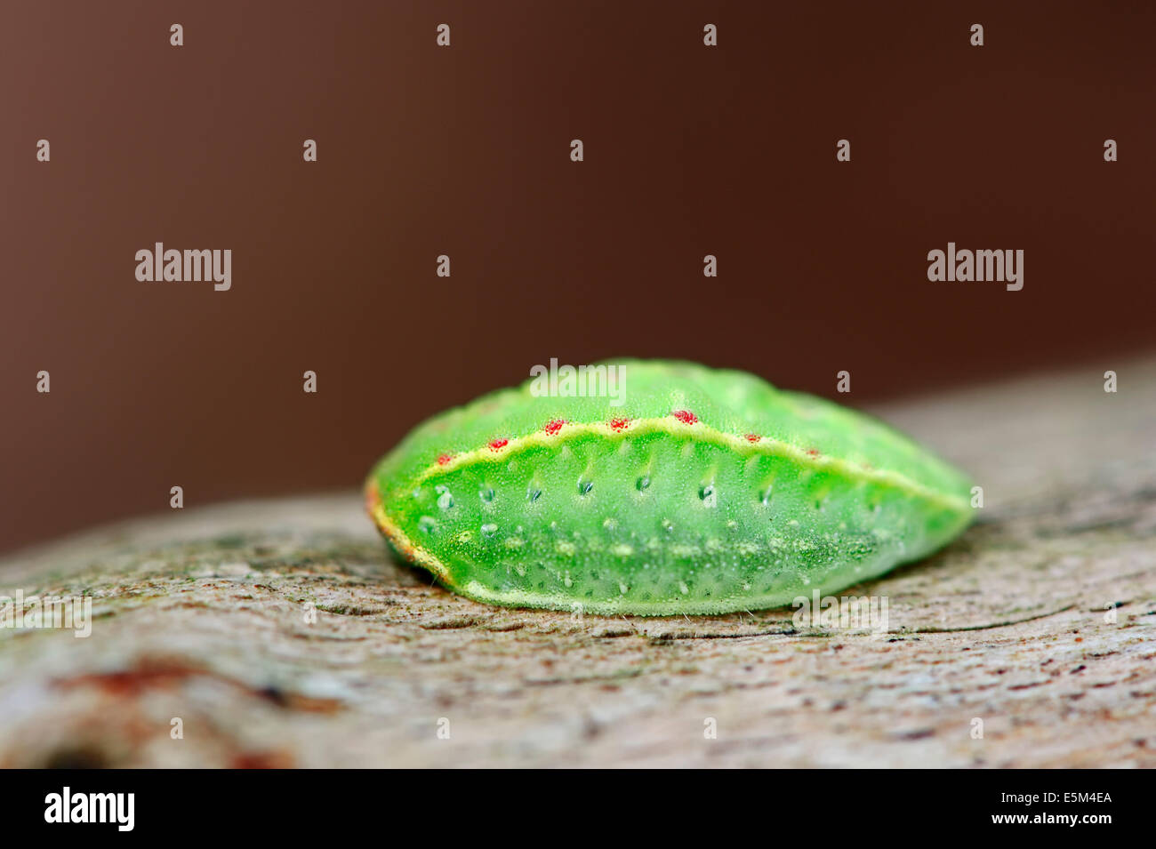 The Festoon, (Apoda limacodes), caterpillar, North Rhine-Westphalia ...