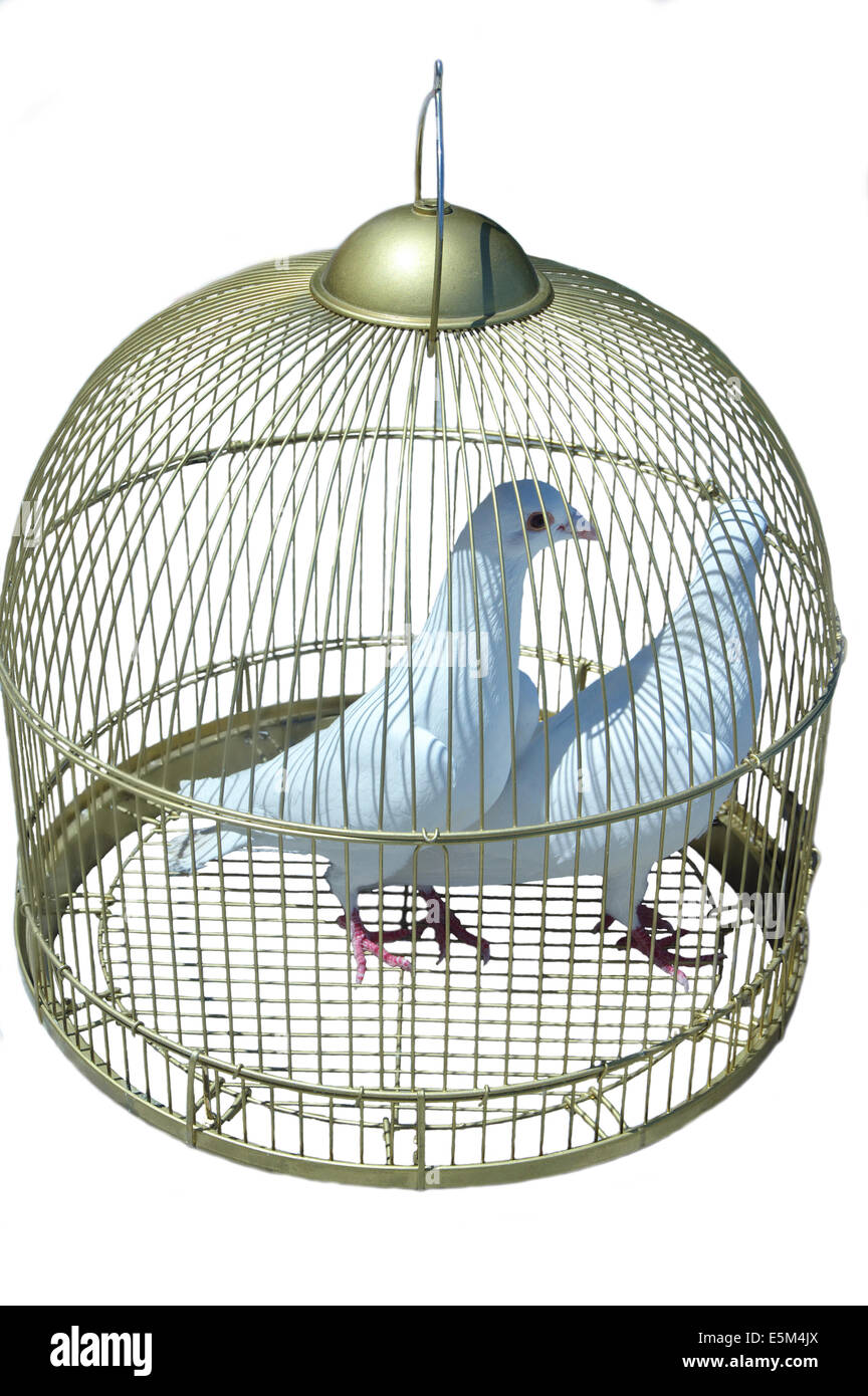 Pigeon cage hi-res stock photography and images - Alamy