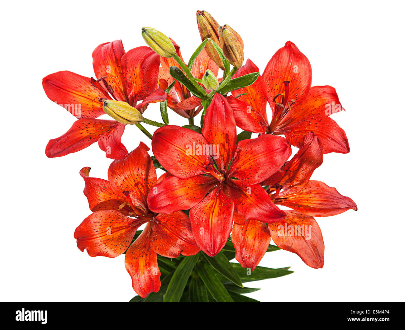 Red lilly flower closeup isolated on white Stock Photo - Alamy