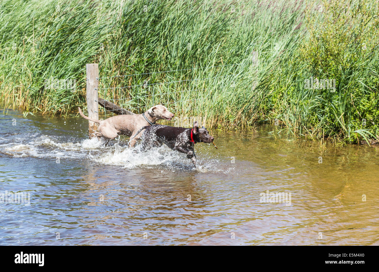Two happy, boisterous dogs splash through water retrieving a stick ...