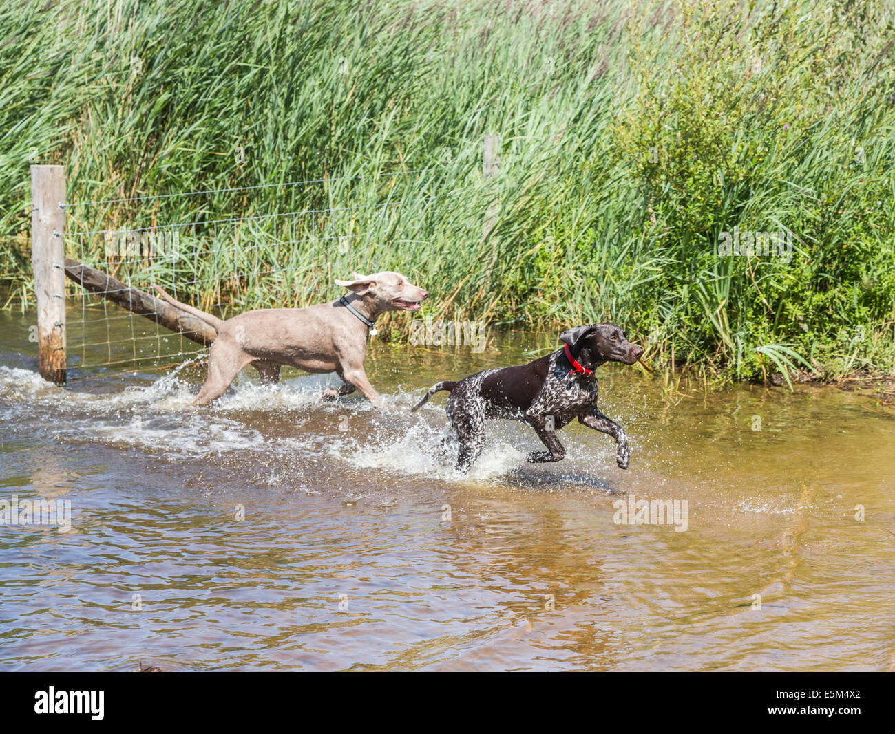 Two happy, boisterous dogs splash through water retrieving a stick ...