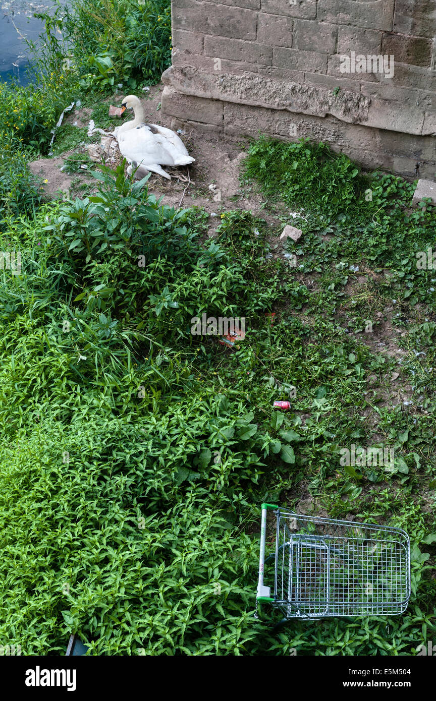 Middle swan hi-res stock photography and images - Alamy