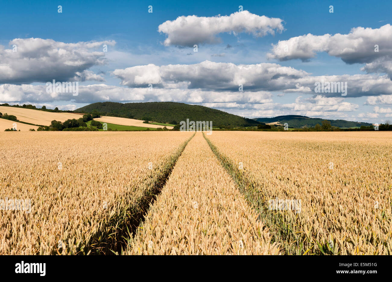 Fields of ripe wheat near Presteigne, Powys, UK Stock Photo - Alamy