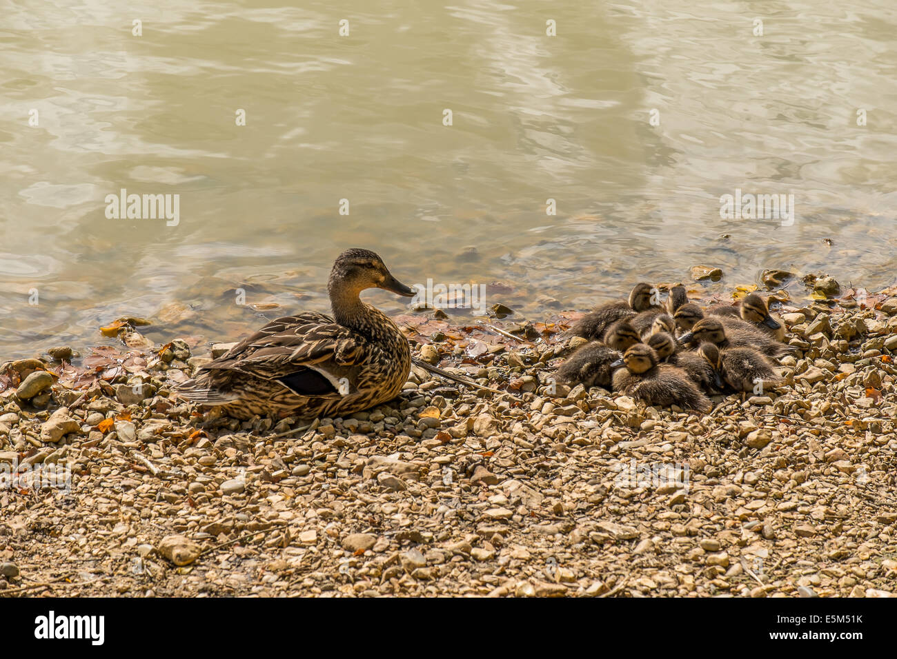 Ducklings in the New Forest Stock Photo - Alamy