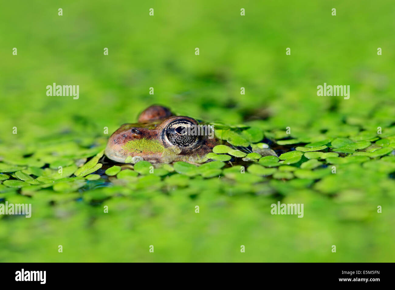 Edible Frog, Common Water Frog or Green Frog (Rana esculenta ...