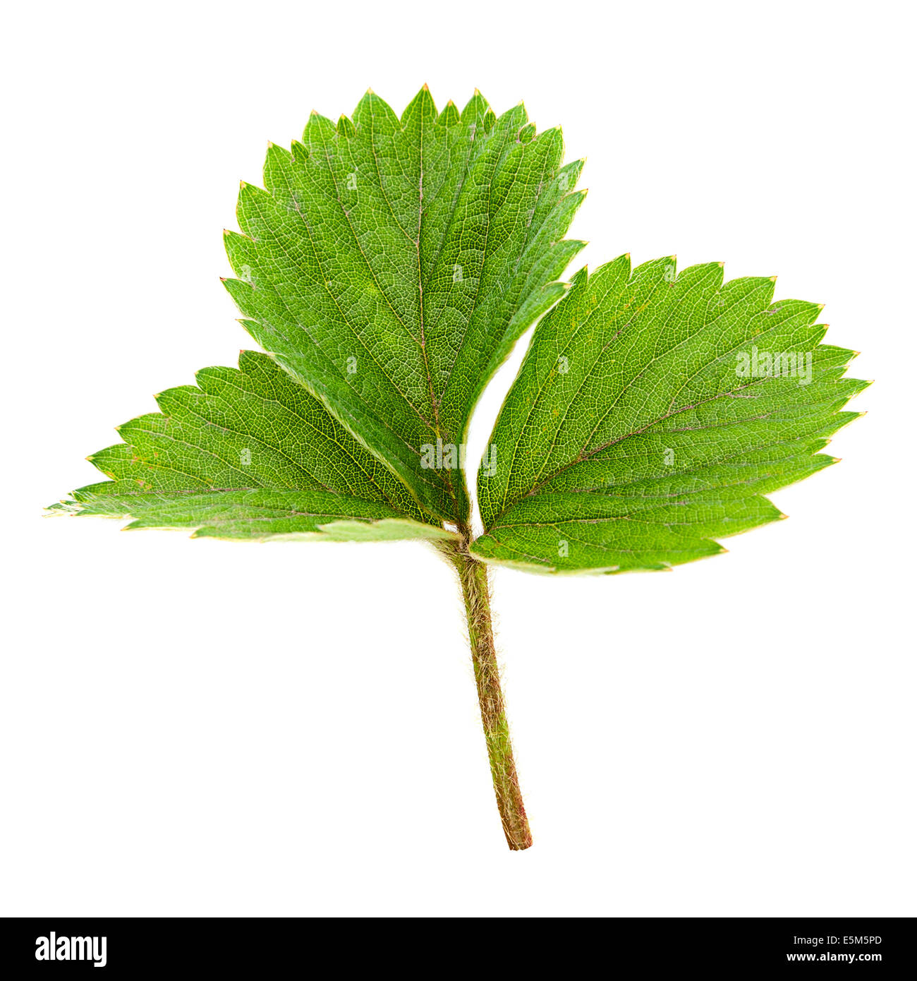 Strawberry leaf isolated on white Stock Photo - Alamy