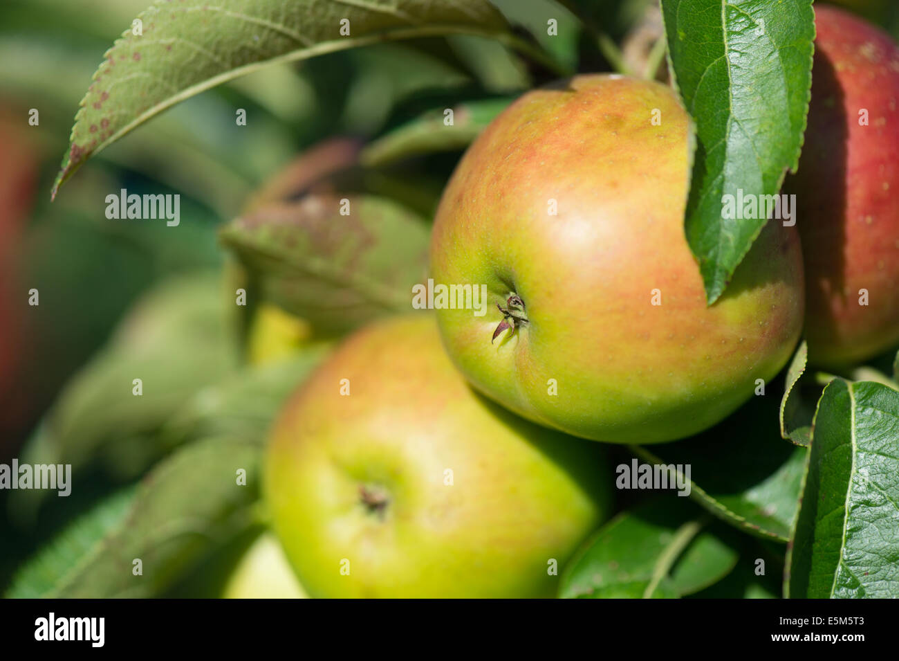 Ripe apples in tree Stock Photo - Alamy