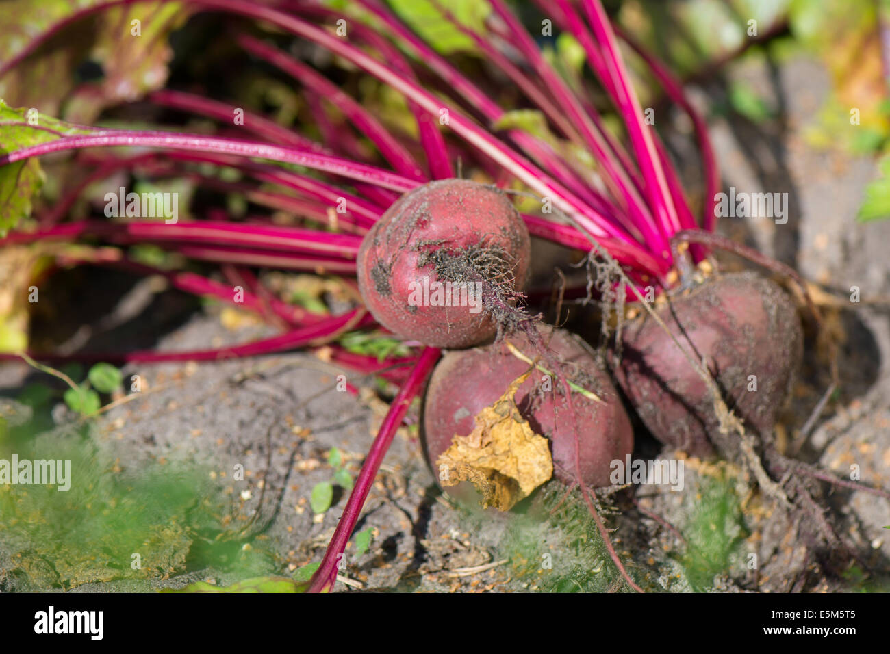 Harvest of beet roots in vegetable garden Stock Photo - Alamy