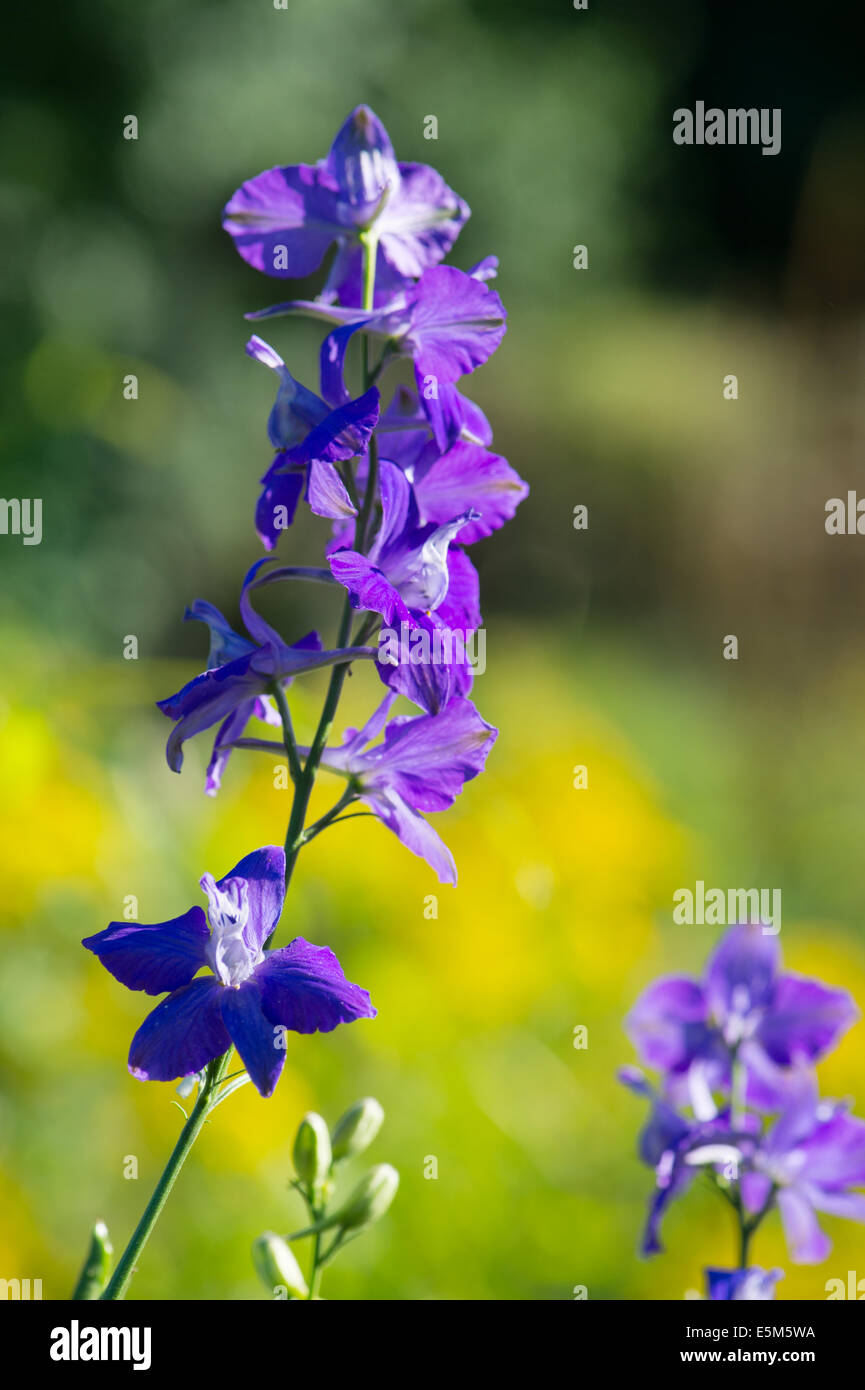 Larkspur with yellow flowers in background Stock Photo - Alamy