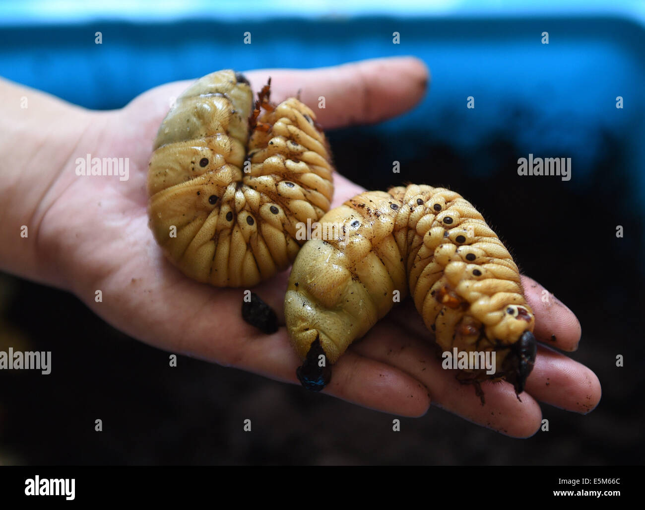 Dalian, China's Liaoning province. 1st Aug, 2014. Fang Hang displays ...