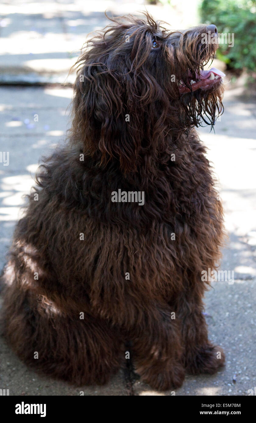 Labrador poodle hi-res stock photography and images - Alamy