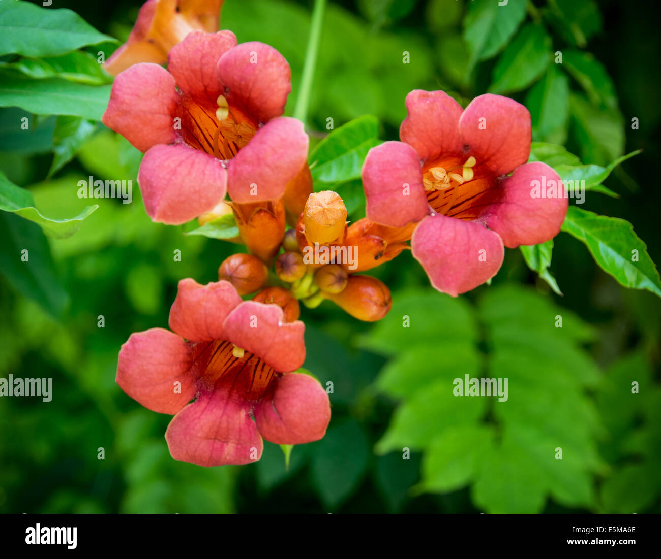 Campsis radicans. Trumpet vine or trumpet creeper also known in North ...