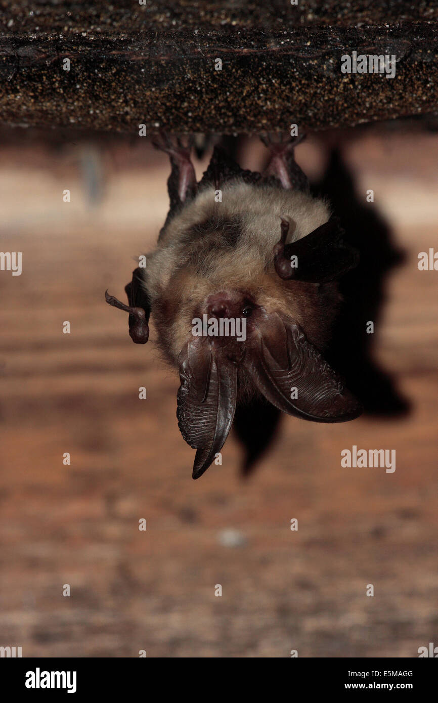 Brown Long Eared Bat Stock Photo - Alamy