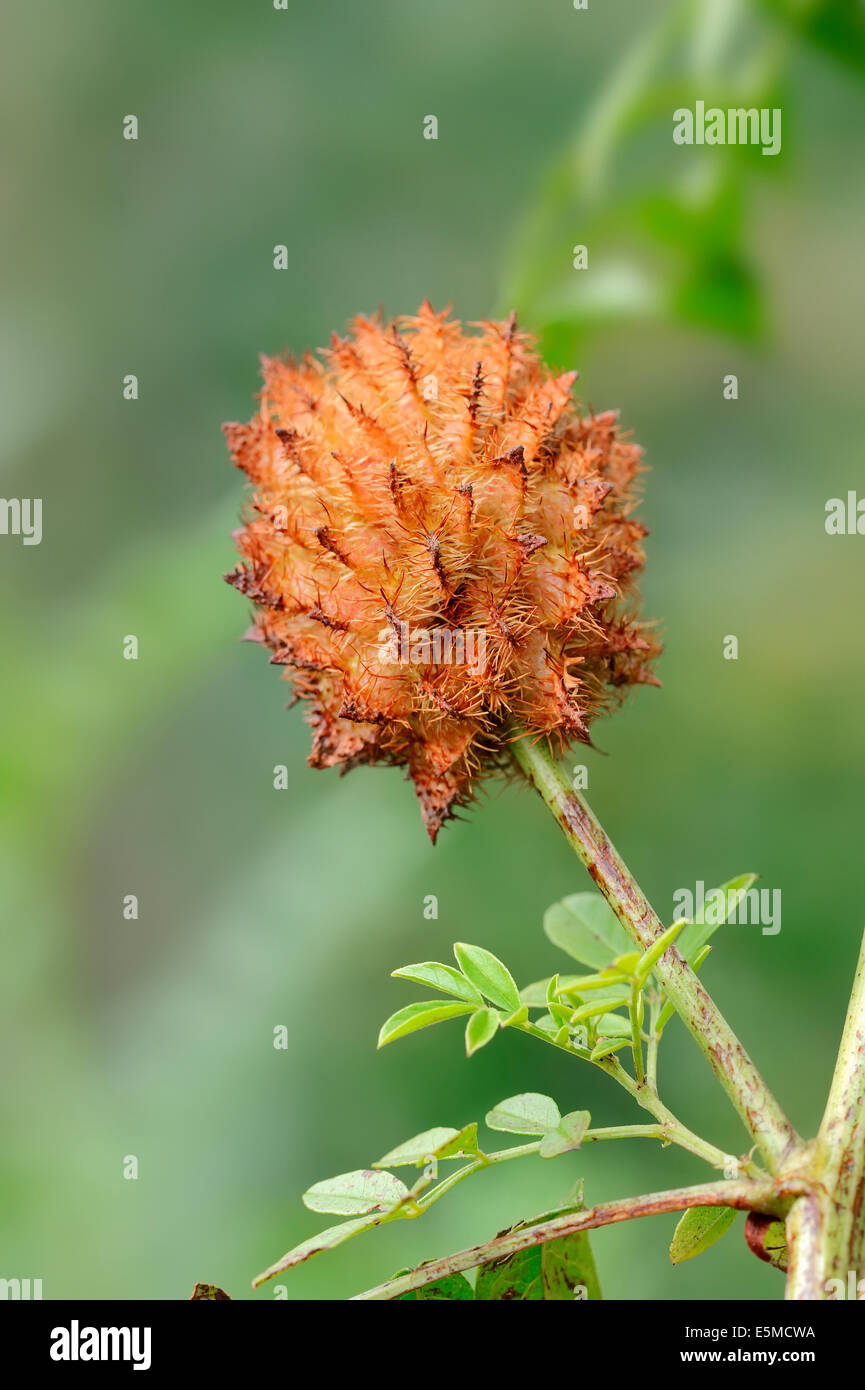 Common Liquorice (Glycyrrhiza glabra, Glycyrrhiza officinalis ...