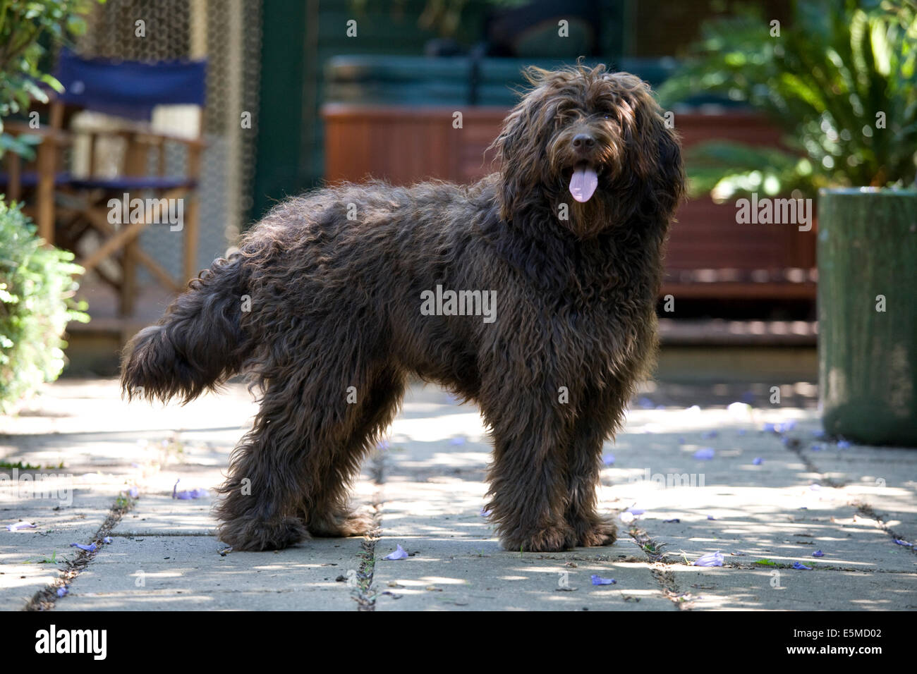 Labra dog hi-res stock photography and images - Alamy