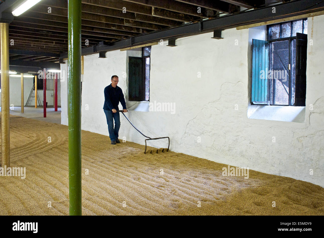 Springbank distillery floor maltings, malted barley. A visitor on a ...