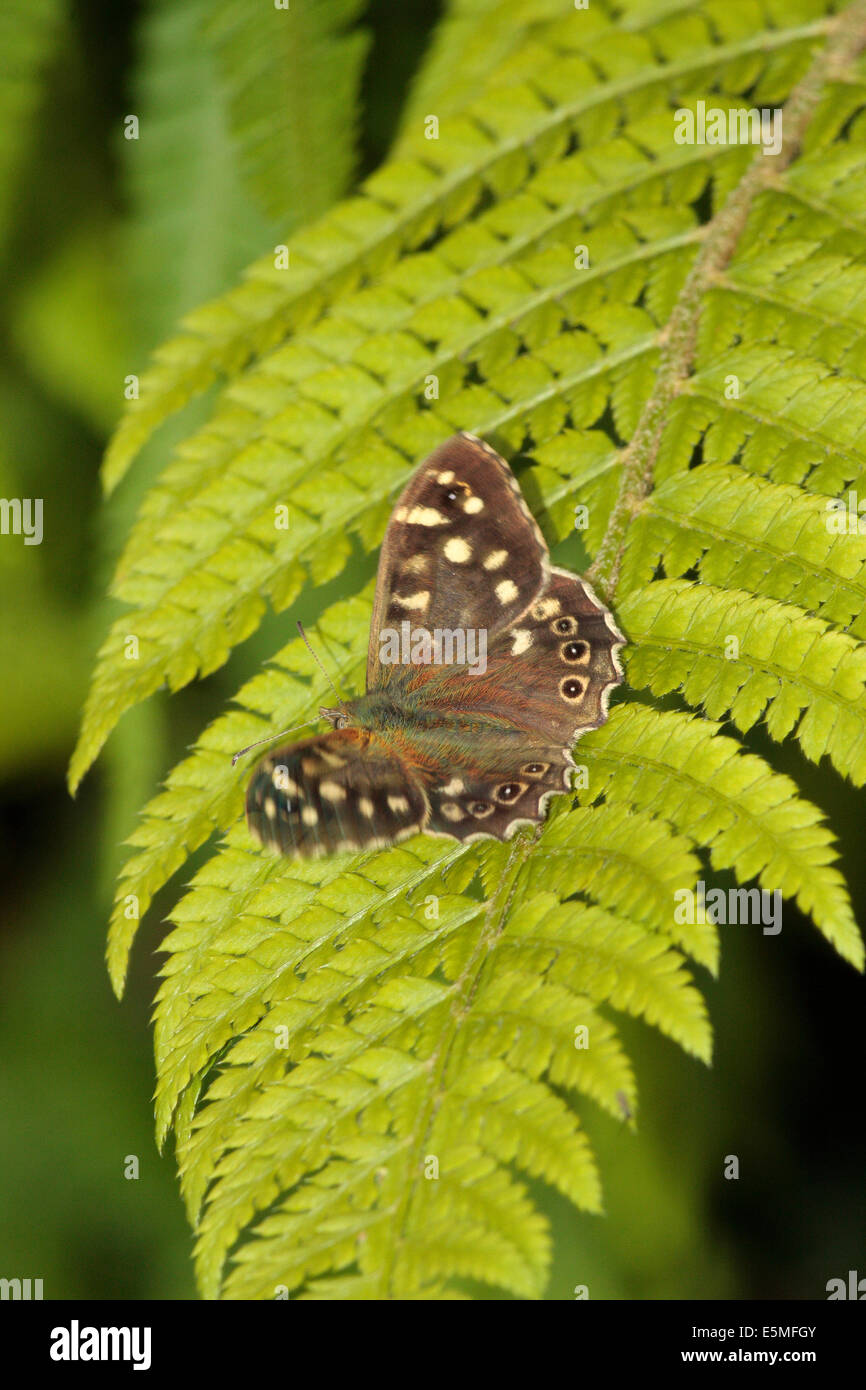 Speckled wood butterfly hi-res stock photography and images - Alamy
