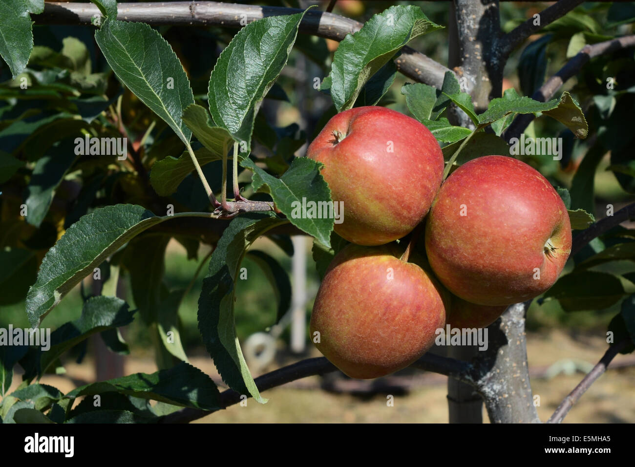 Three rosy red apples ripening on the tree branch in an orchard Stock ...