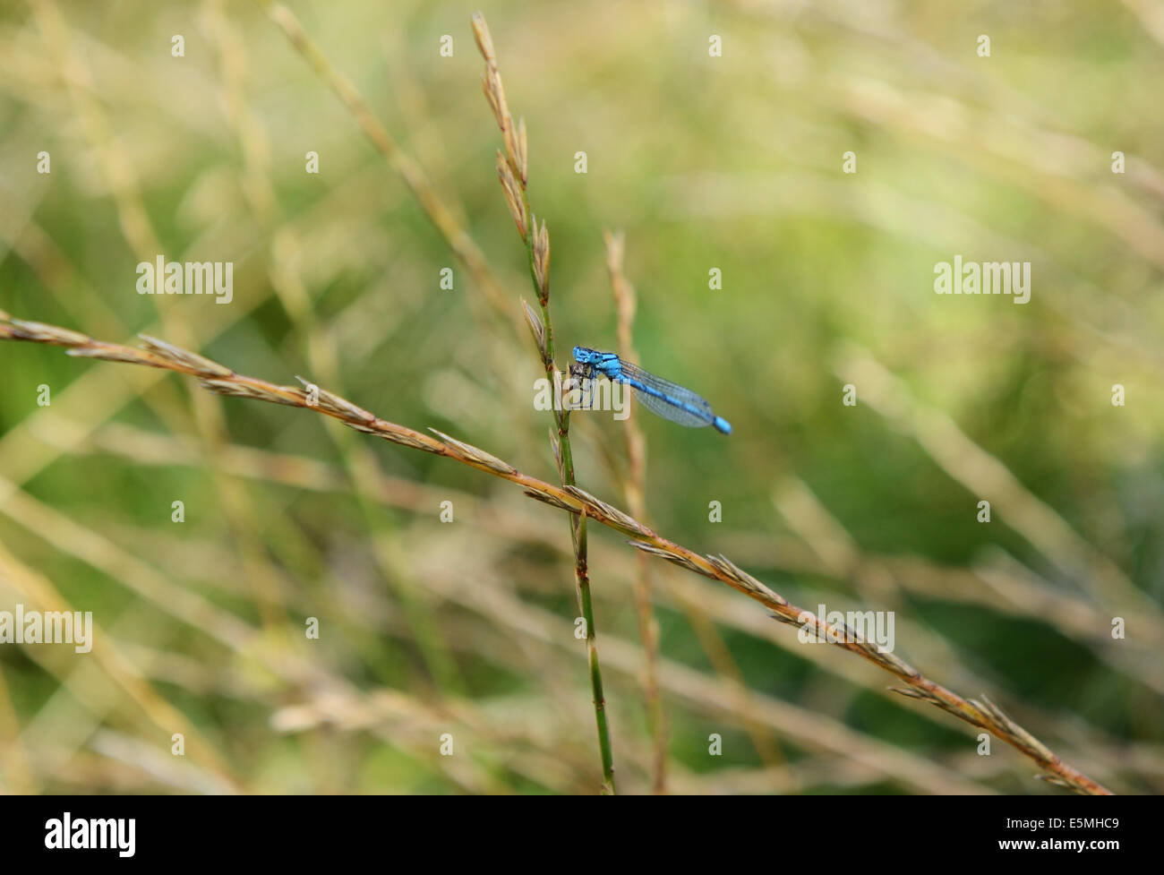 The common damselfly, a carnivorous insect, eats its prey - a fly - as ...