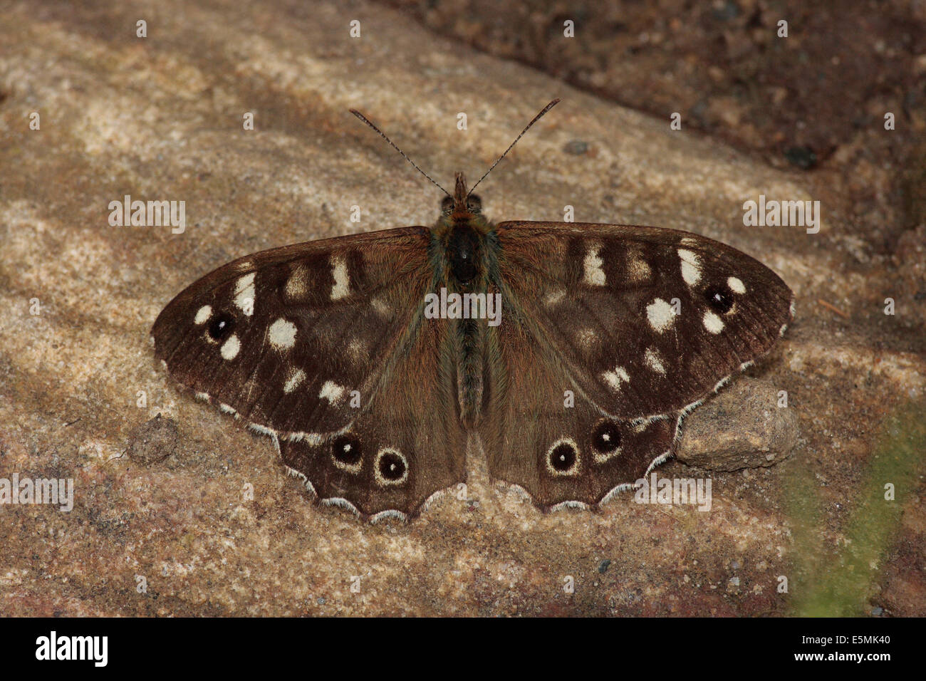 Speckled Wood Butterfly Stock Photo - Alamy