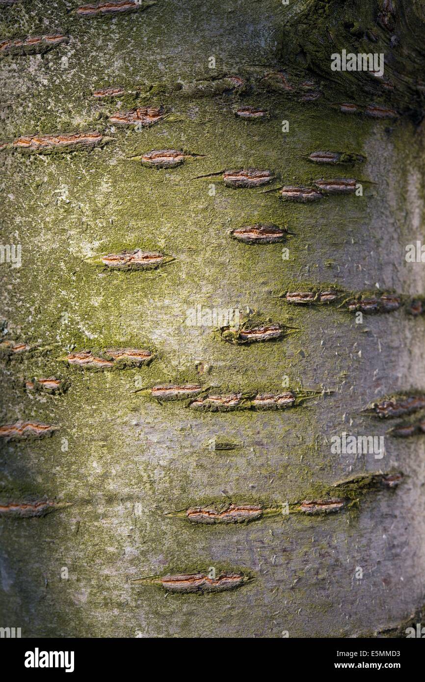 Hard bark hi-res stock photography and images - Alamy
