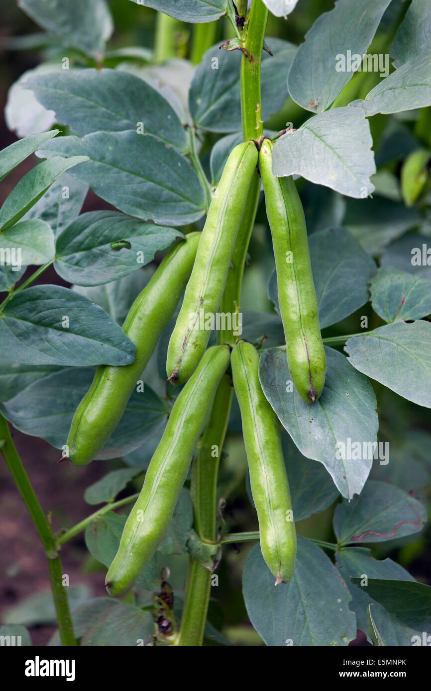 Broad beans hi-res stock photography and images - Alamy