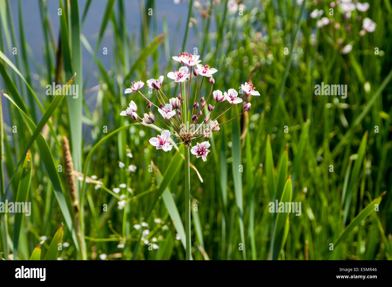 Flowering Rush flowers Butomus umbellatus Wetland Reserve, Cardiff Bay ...