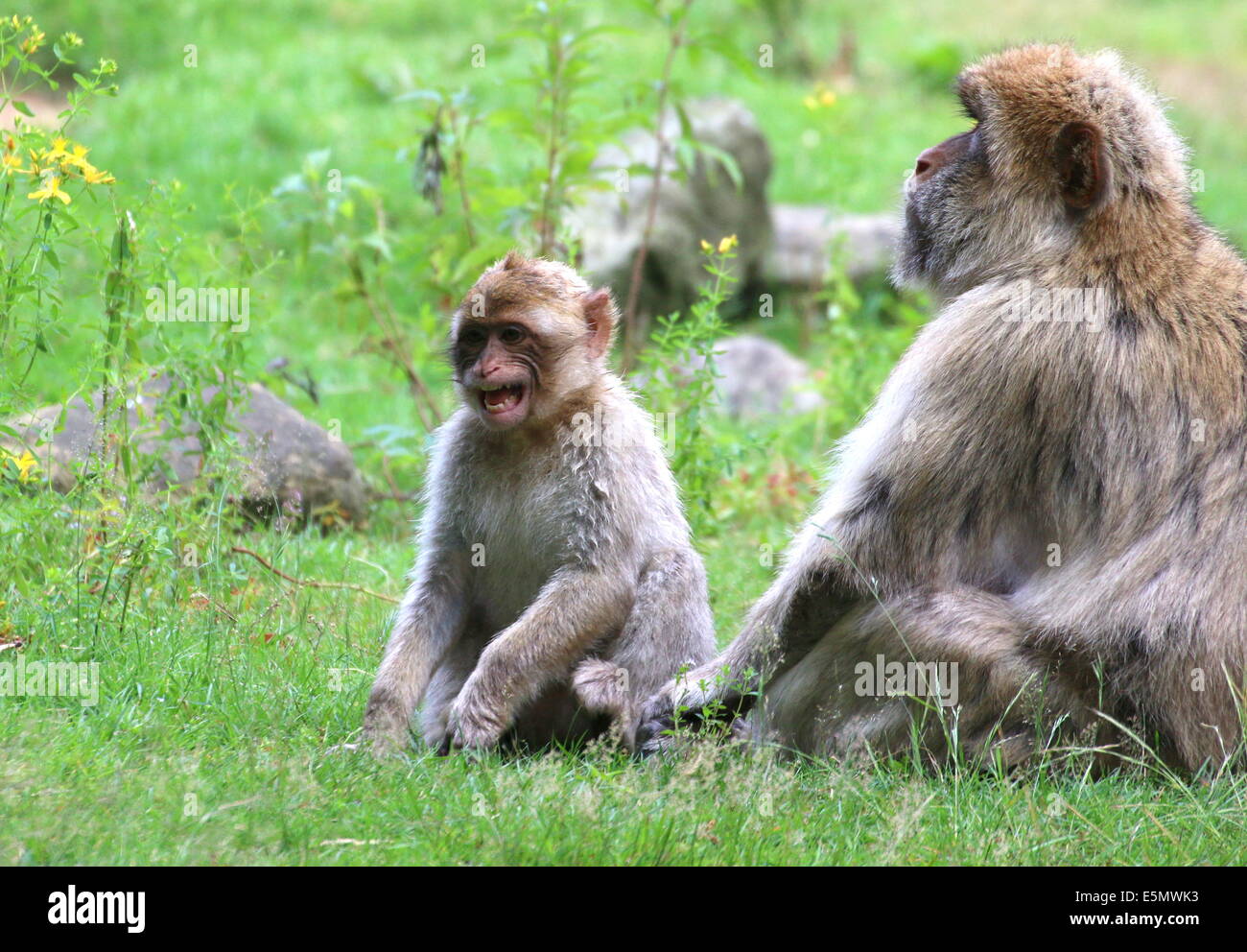 Gibraltar ape angry hi-res stock photography and images - Alamy