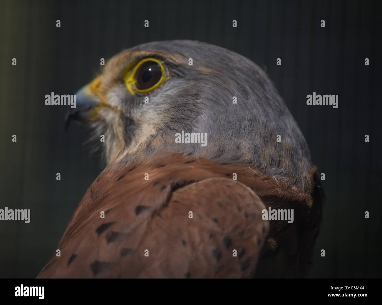 Mablethorpe seal hi-res stock photography and images - Alamy