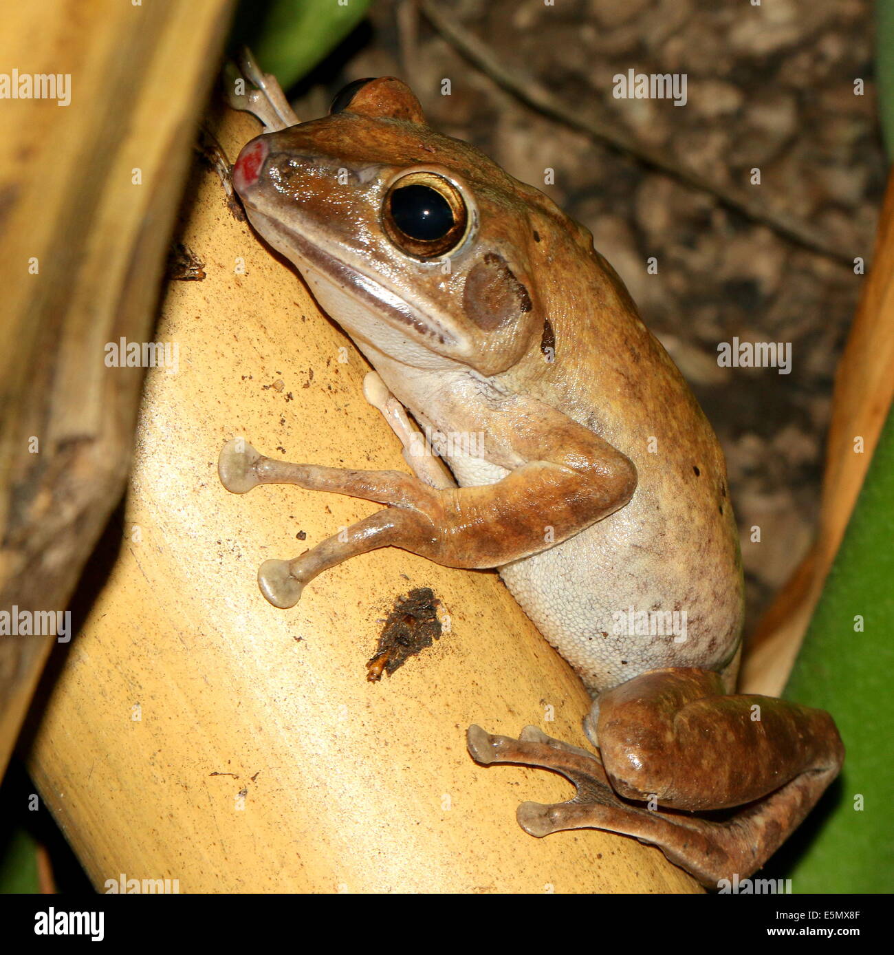 Asian Common Tree Frog or Four-lined tree frog (Polypedates leucomystax ...