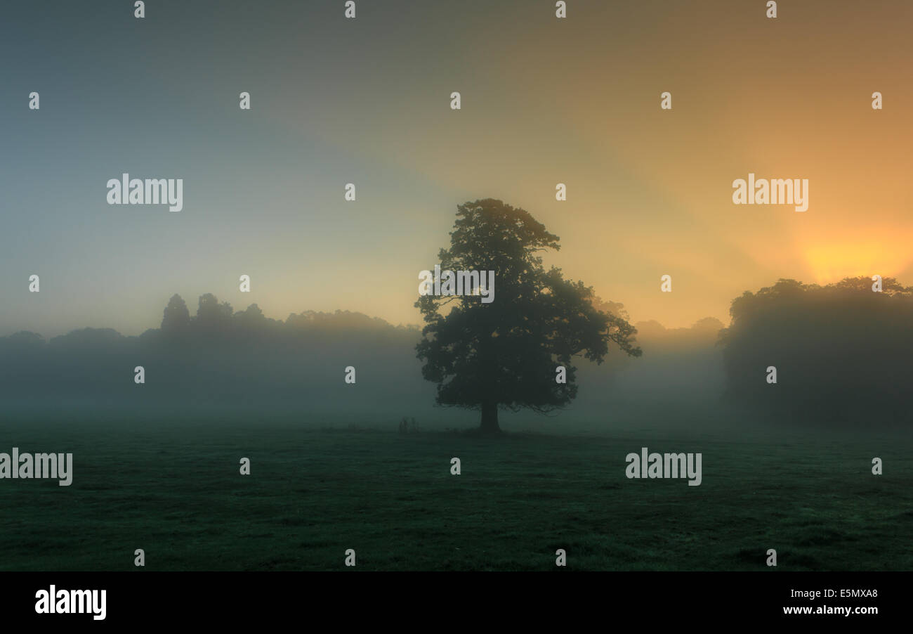 Tree silhouette against rising sun hi-res stock photography and images ...